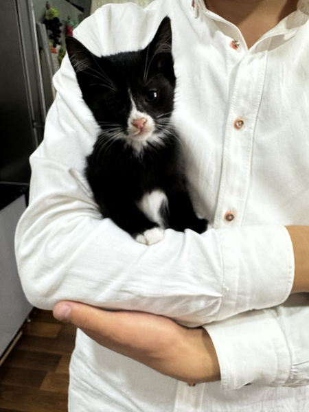 Котята и мама кошка