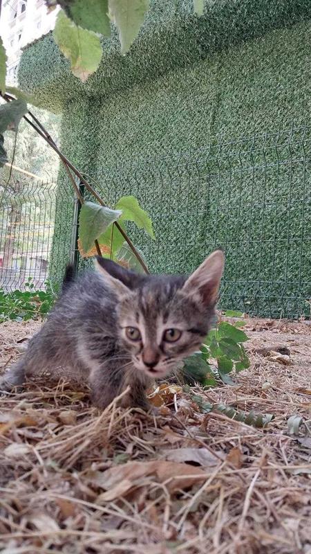 Котята, девочки, по 2 месяца