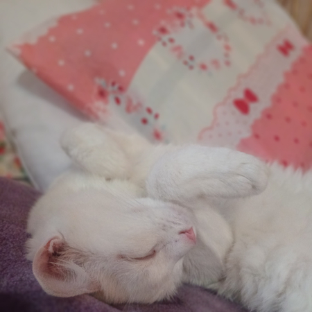 Mushuk: Turetskiy angora kozi ikki xil