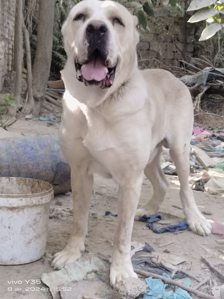 Turkman alabay sotlad