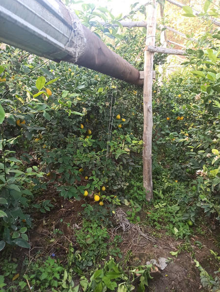 Lemon limon bor sotiladiga