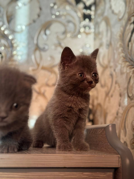 Продам котят (мушуклар сотилади)