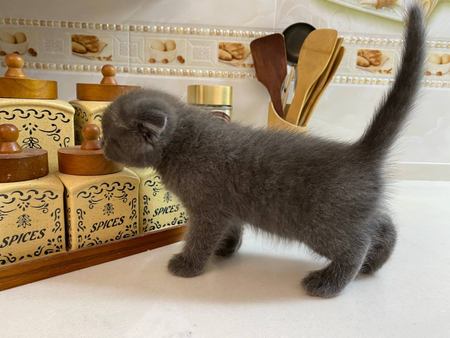 Котенок шотландская вислоухая