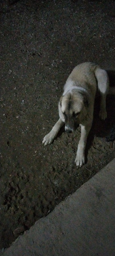 Laqabi Nala alabay paroda