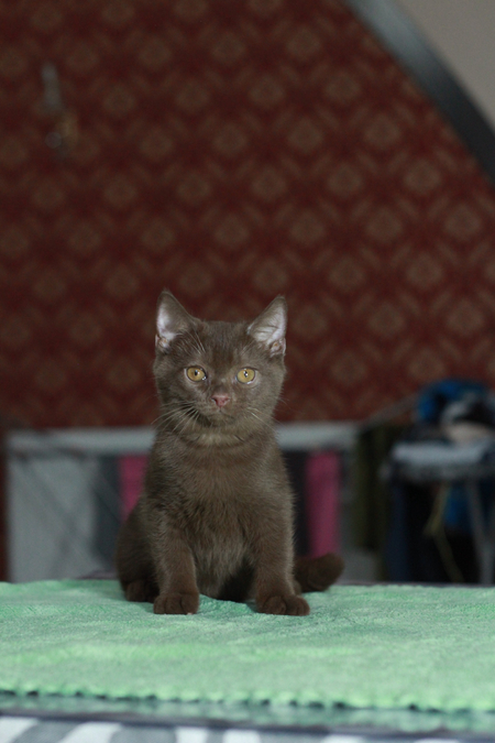 Скотиш страйт