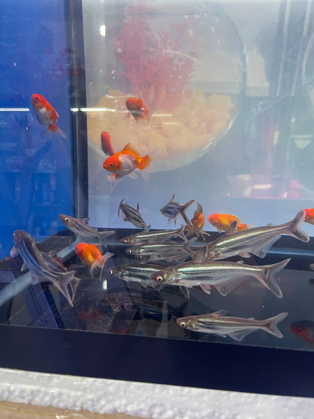 Akvarium va baliqlar dokoni