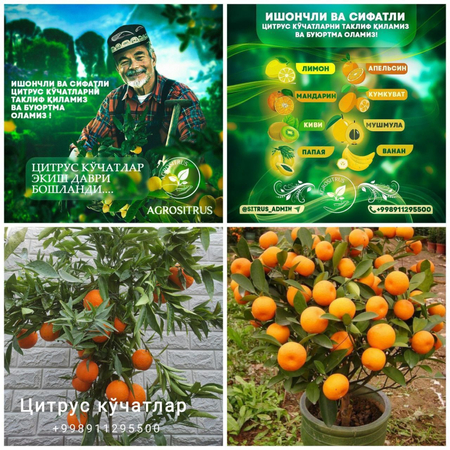 Gullagan limon koʻchatlari