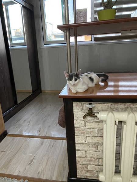 Кошечка 5 месяцев Мисси
