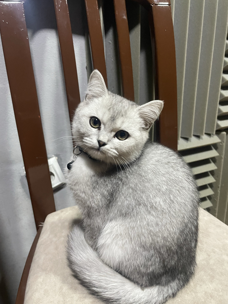 Британский  шиншила mushuk sotiladi.