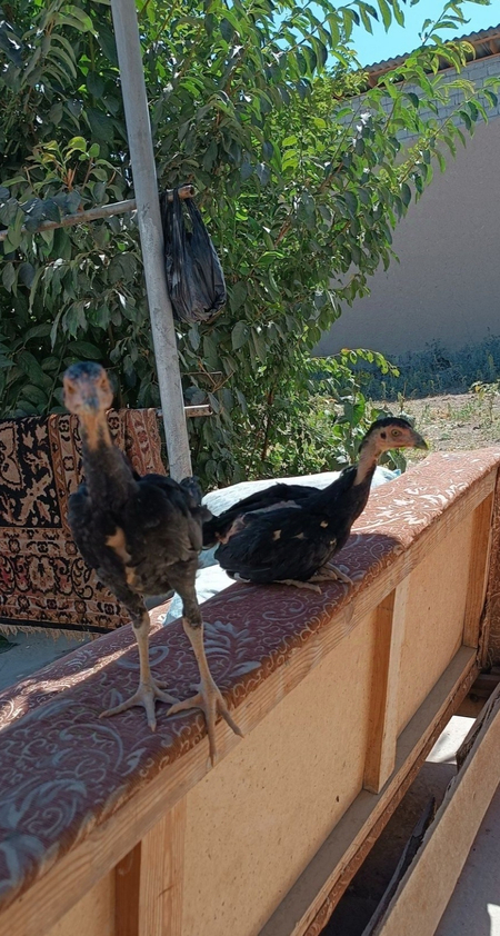 Dakan karis+turk jo\\\'jala sotiladi
