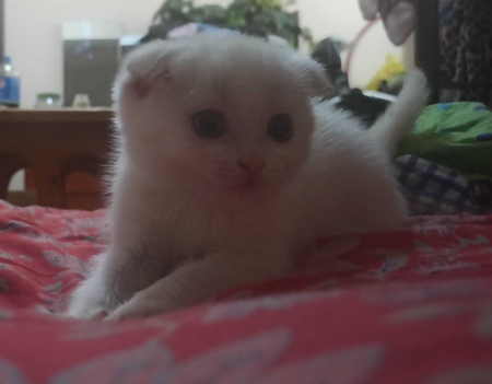 Scottish fold va strayk