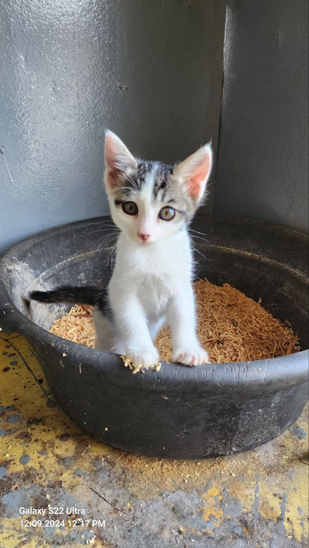 Котята даром в добрые руки