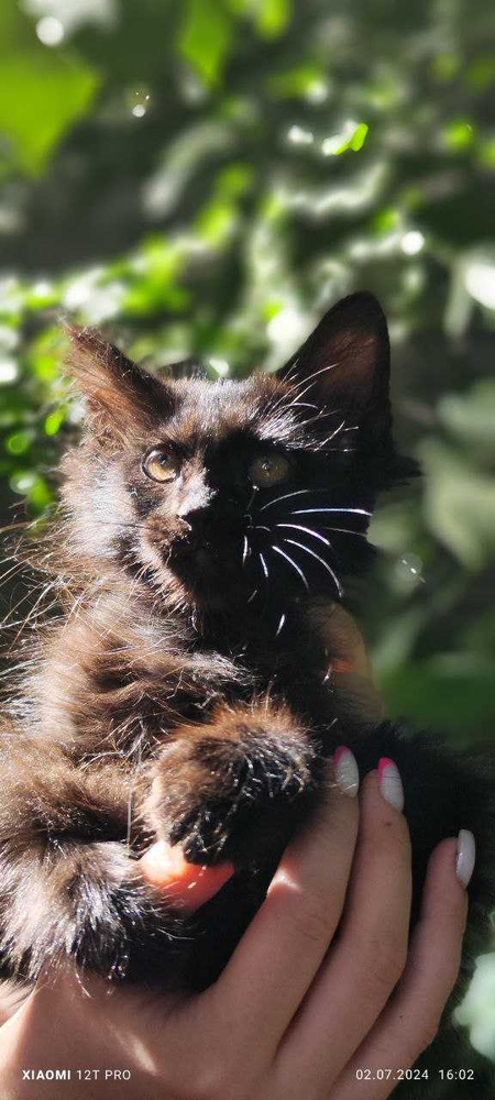 Котёнок, девочка, 2 месяца