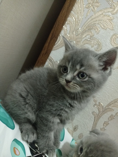 Срочна продается кот Скоттиш страйт