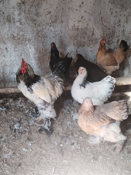Brama va kora shaxzoda