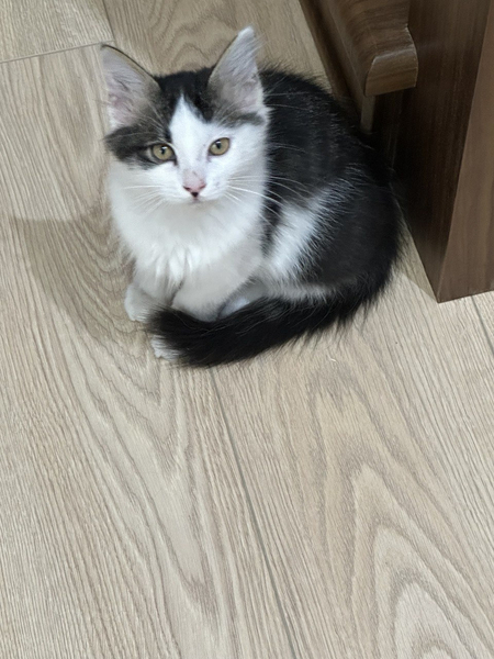 Отдаю котенка в заботливые руки