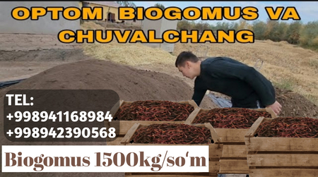 Qizil Chuvalchang ( Kaliforniyaniki) va Biogomus ( Chirindi ) o'g'it