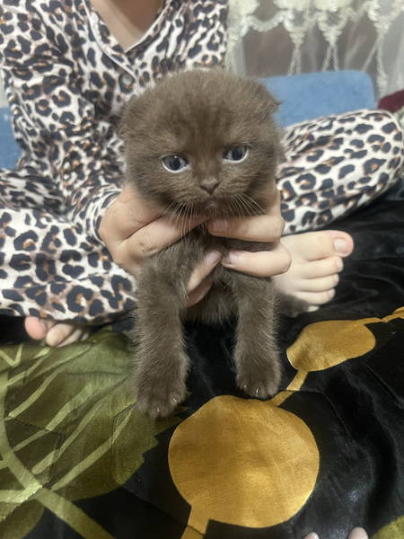 Скотиш фолд и скотиш хайленд фолд продается.