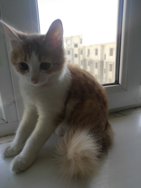 Отдам кота даром в хорошие руки