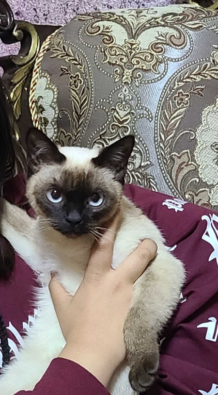 Сиамская   кошка