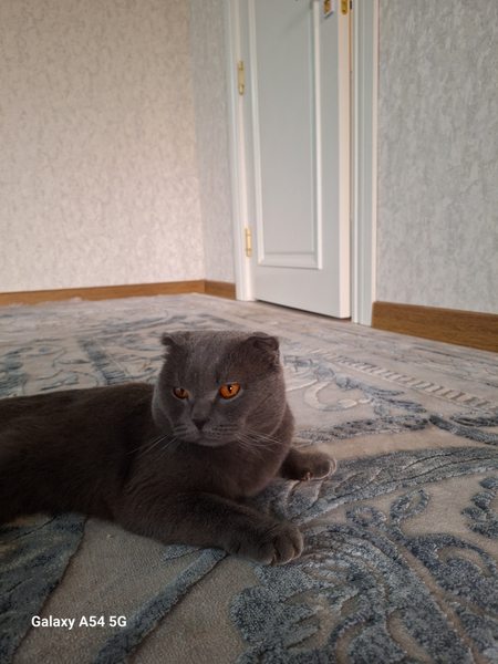 Кот Скотиш фолд срочно продаётся