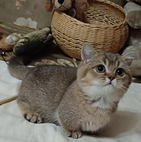 Манчкин. Мальчик золотого окраса.