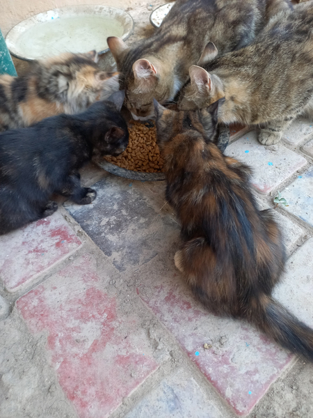 Отдаются котята девочки в добрые руки