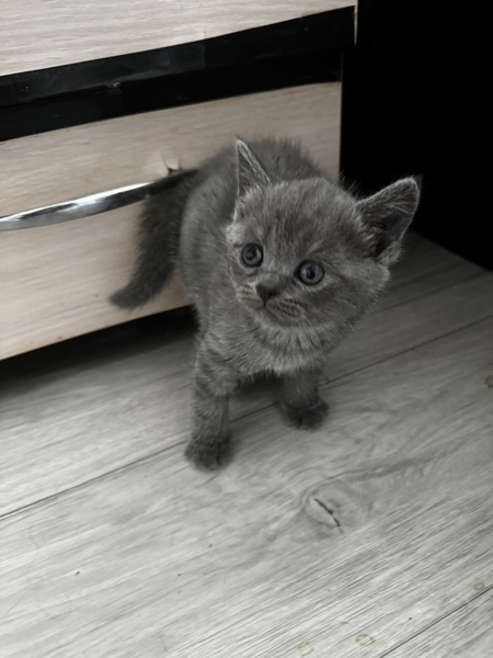 Котята фолд и страйт