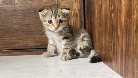 Скоттиш фолд 2,5 месяца