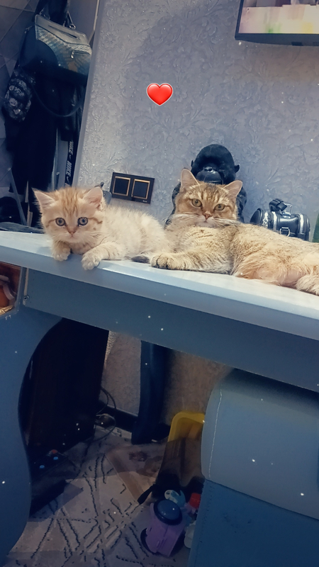Срочно продаются котята британские золотые шиншиллы