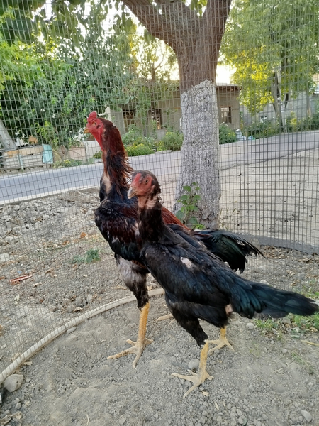 Dakan xoroz makiyon sotiladi