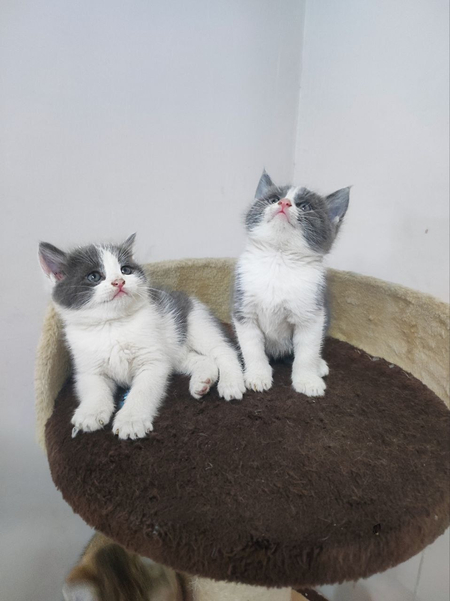 Скоттиш страйт 2 месяцев