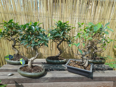 Bonsai Бонсай в Ташкенте от 100 000 сум!