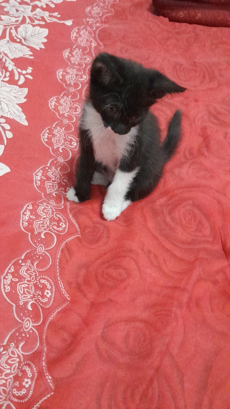 Домашние котенки 2 месяца