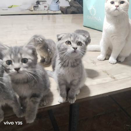Продается котята Scottish fold Mushuchala sotiladi