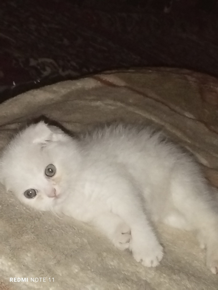 Кошка 2 месяца. Продается.