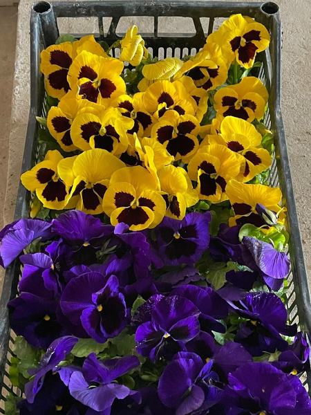 Viola gullari  gallanskiy