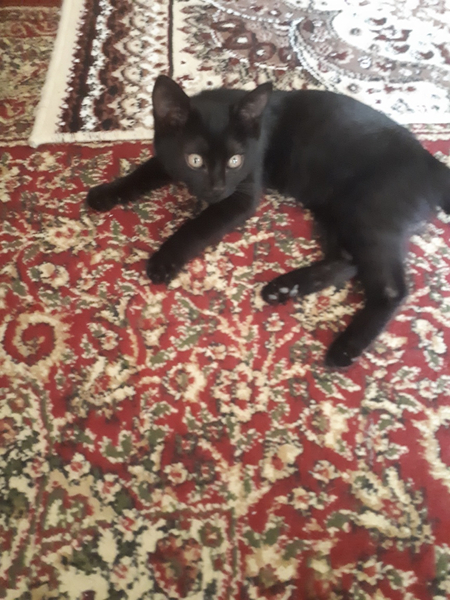 Котёнок чёрный около двух месяцев девочка шустрая очень любит играть