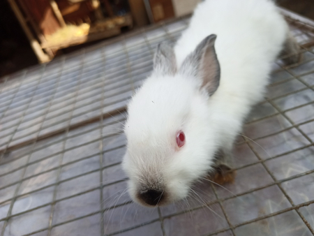 Zoti toza burgund