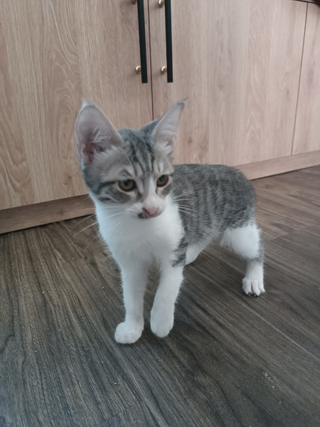 Котята в хорошие руки