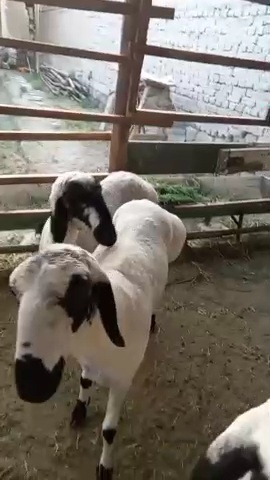 Qazoqi Qo'ylar sotiladi