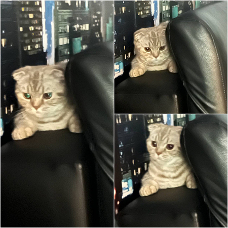 Кошка скотиш фолд