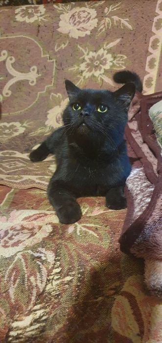 Молодой котик 1год