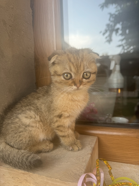 Котята мушукча