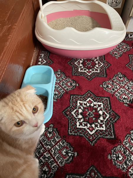 Zoti Scottish fold