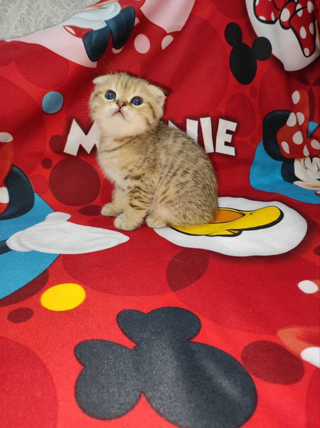 Котята Шотландские вислоухие