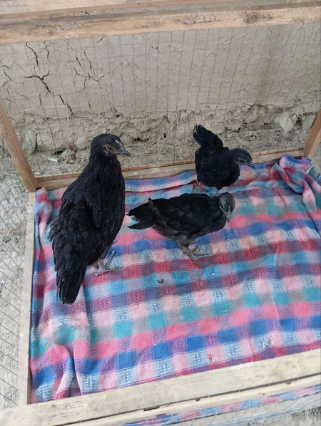 2~3 oylik Jersi va Brama tovuq jo‘jalari sotilati