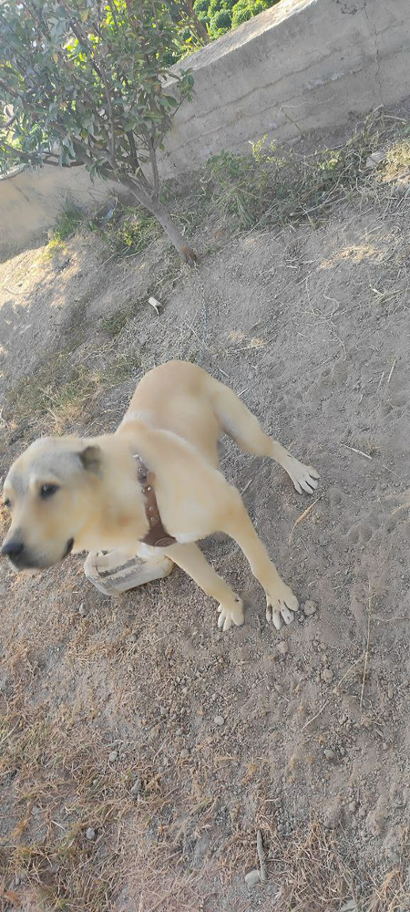 Kuchuk balu ismli  9 oylik