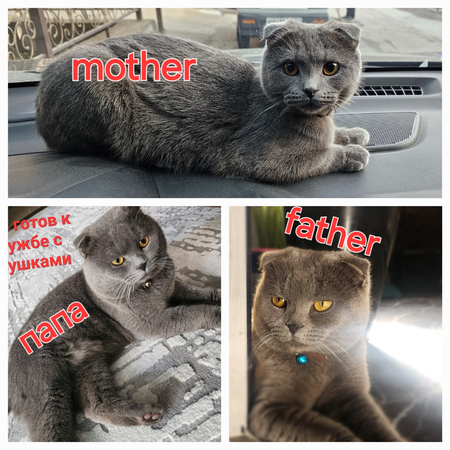Продаётся котята