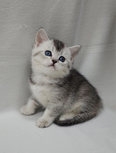 Котенок шиншилла
